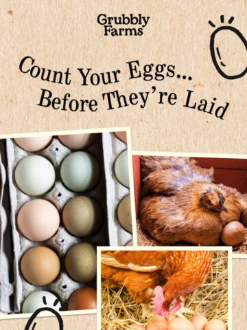 Email Inspiration from Grubbly Farms - Email Love